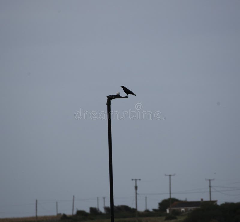 Crow Silhouette on a Lamp Post Stock Photo - Image of wind, morning ...