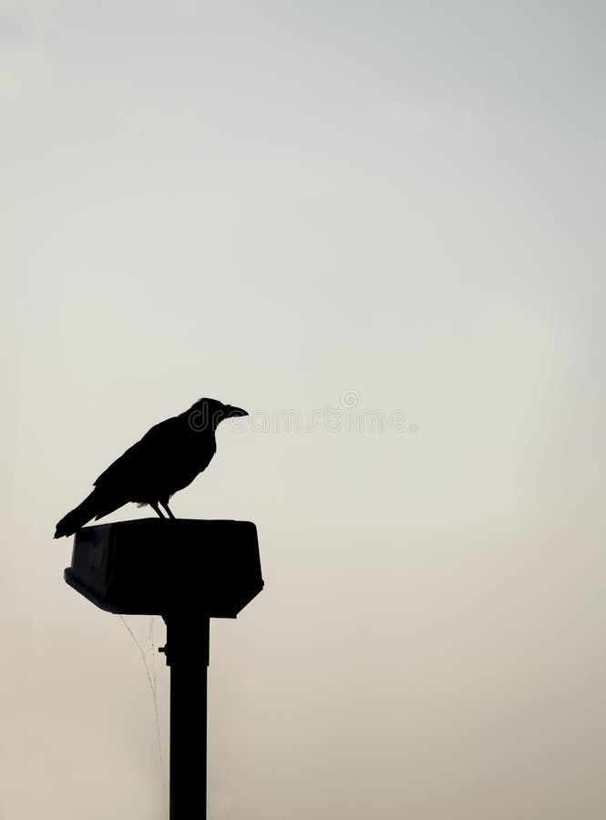 Crow Lamp Post Stock Photos - Free & Royalty-Free Stock Photos from ...