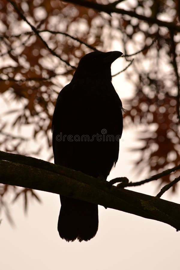 Crow silhouette stock photo. Image of bird, raven, tree - 61139410