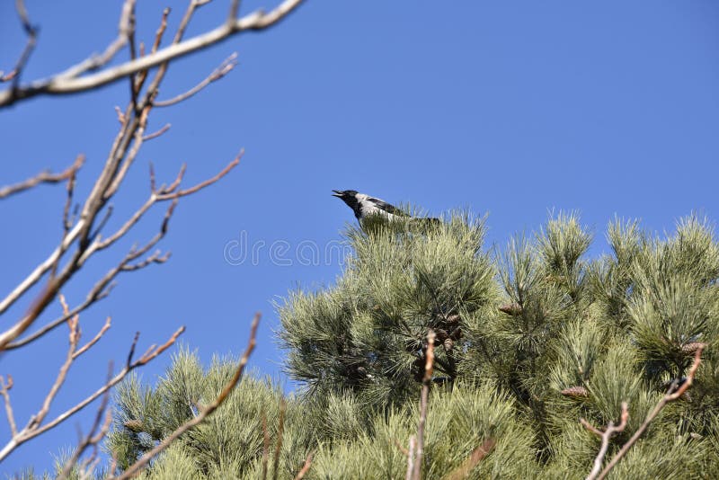 Crow singing on tree stock photo. Image of life, crow - 65574024