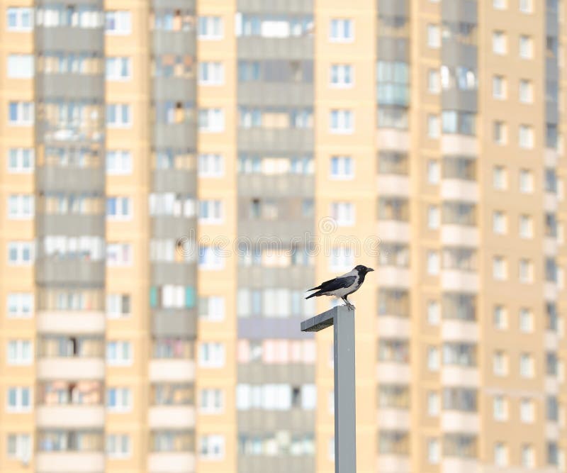 Crow Sits on the Background of the Facade of a Modern High-rise ...