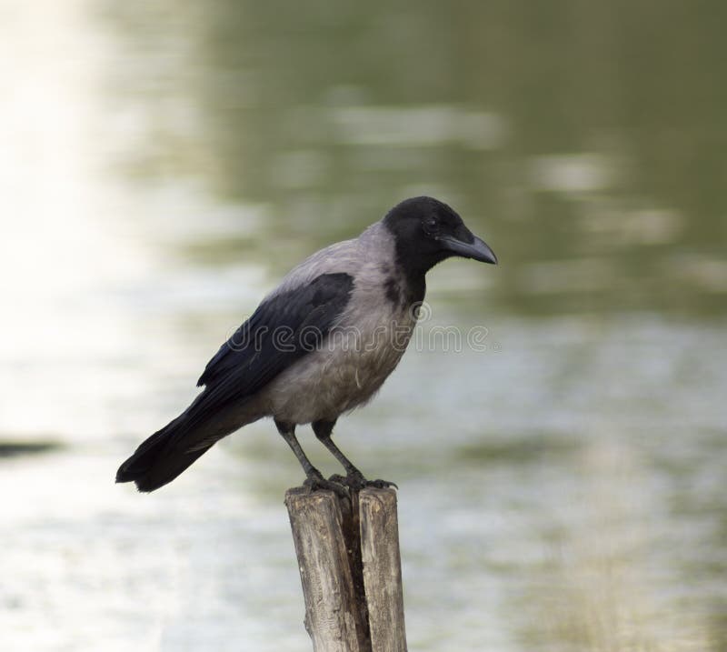 A crow sits on a bar stock image. Image of crow, white - 198770409