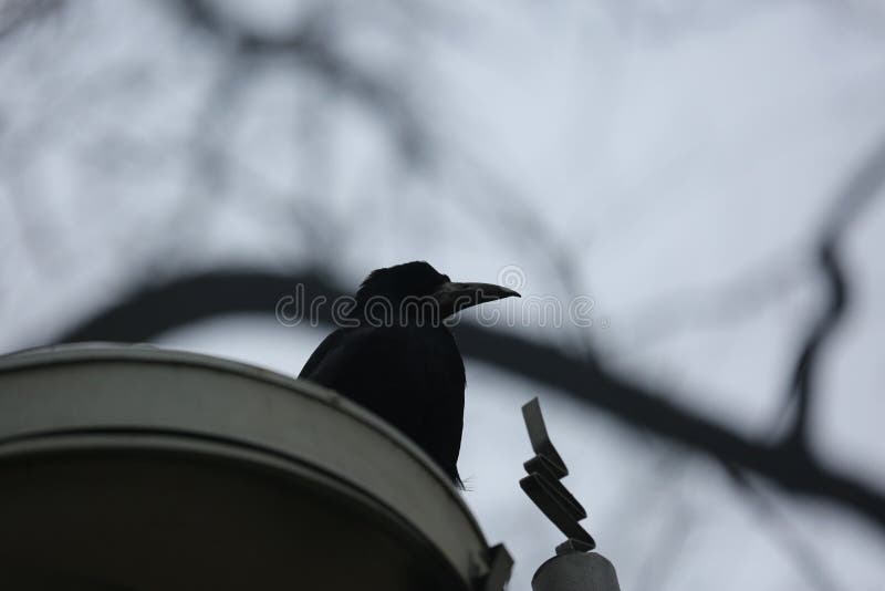 Crow sitting on a branch. stock photo. Image of light - 132828364