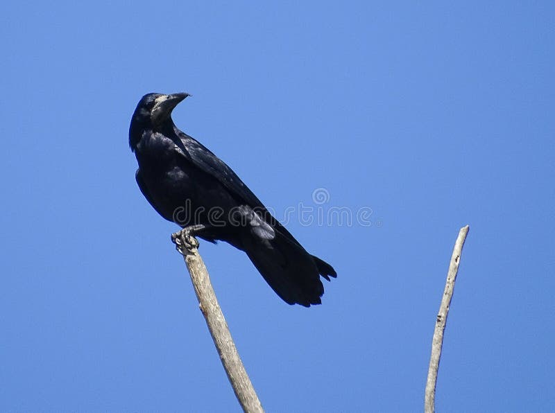 A Crow Sits on a Branch. in Romania Stock Image - Image of wild, tree ...