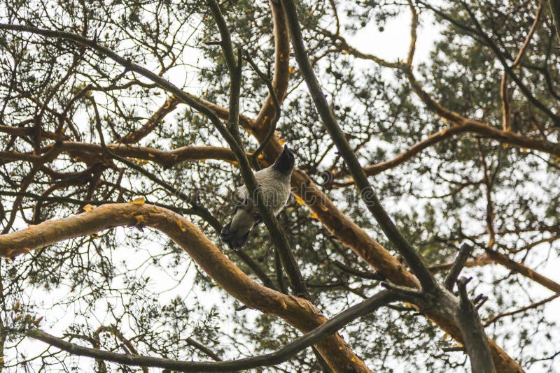 A Crow Sits on a Marble Border in a Mountain Park in Baku Stock Image ...