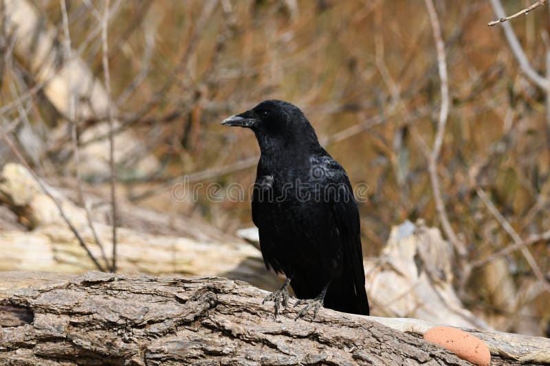 A Crow Sits Perched on a Fallen Tree Stock Photo - Image of people ...