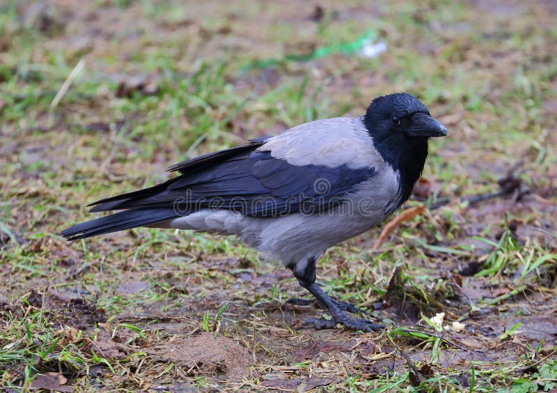 Crow Sits on the Spring Ground with Rare Grass Stock Image - Image of ...