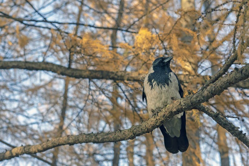 A Crow Sits on a Tree Branch in the Autumn Forest Stock Image - Image ...