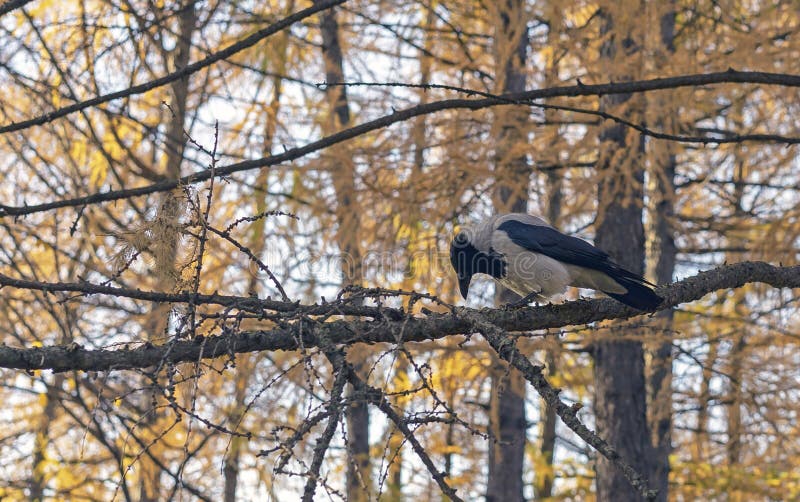 A Crow Sits on a Tree Branch in the Autumn Forest Stock Image - Image ...
