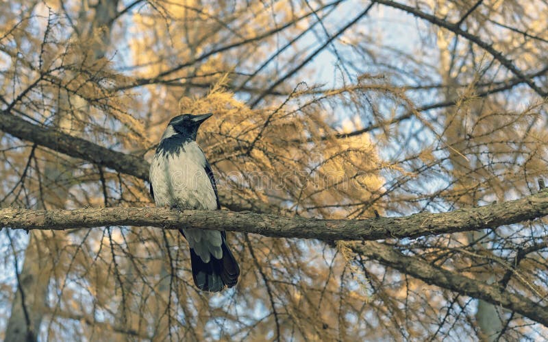 A Crow Sits on a Tree Branch in the Autumn Forest Stock Photo - Image ...