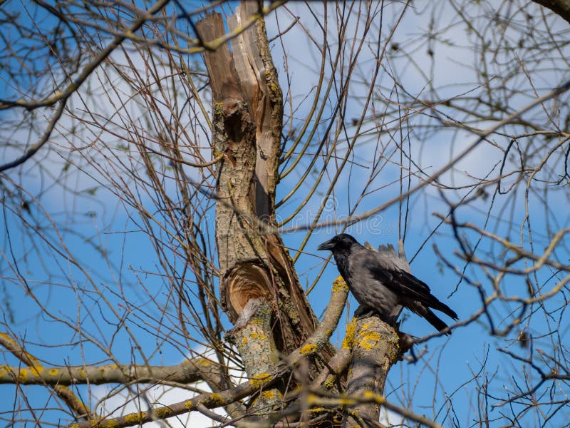The Crow Sits on a Tree Branch. Stock Image - Image of park ...