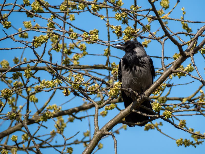 The Crow Sits on a Tree Branch. Stock Photo - Image of black, cute ...