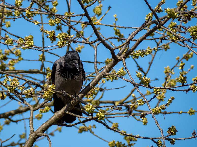 The Crow Sits on a Tree Branch. Stock Image - Image of avian ...