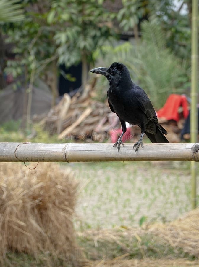 Crow Sitting on Bamboo Rail Stock Photo - Image of beauty, details ...