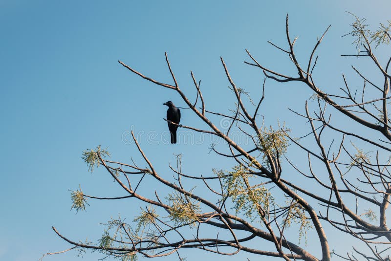 Grey And Black Crow Sitting On A Branch Tree, Blue Sky. Stock Photo ...