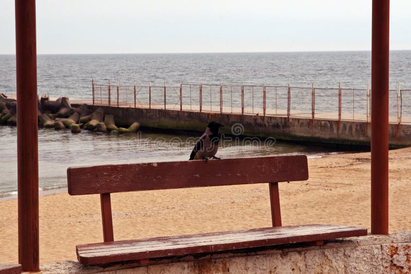Crow Sitting on a Bench at the Beach Stock Photo - Image of beach ...