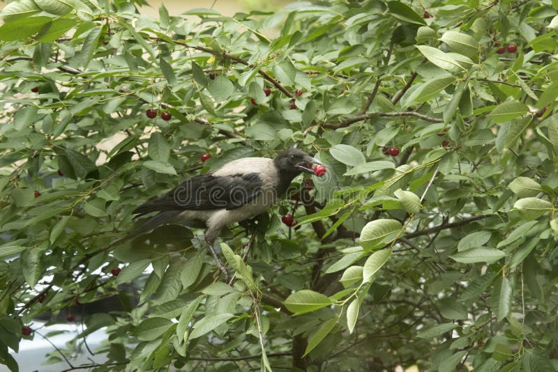 Crow Sitting on a Branch with a Berry in Its Beak Stock Photo - Image ...