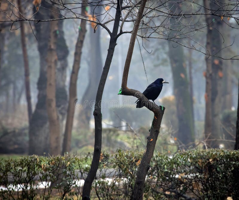 Crow sitting on a branch. stock photo. Image of sits - 132827702