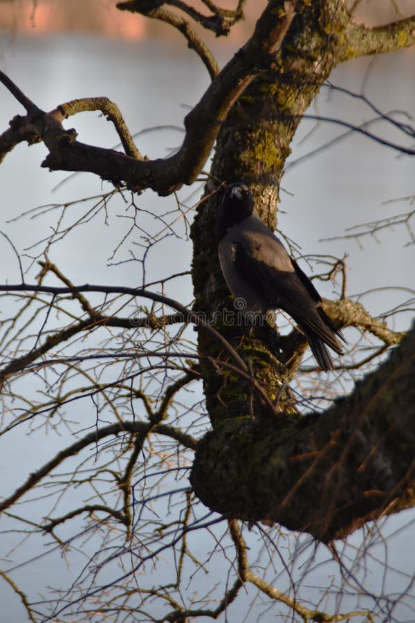 A Crow on a Tree stock image. Image of wonderful, tranquility - 350734071