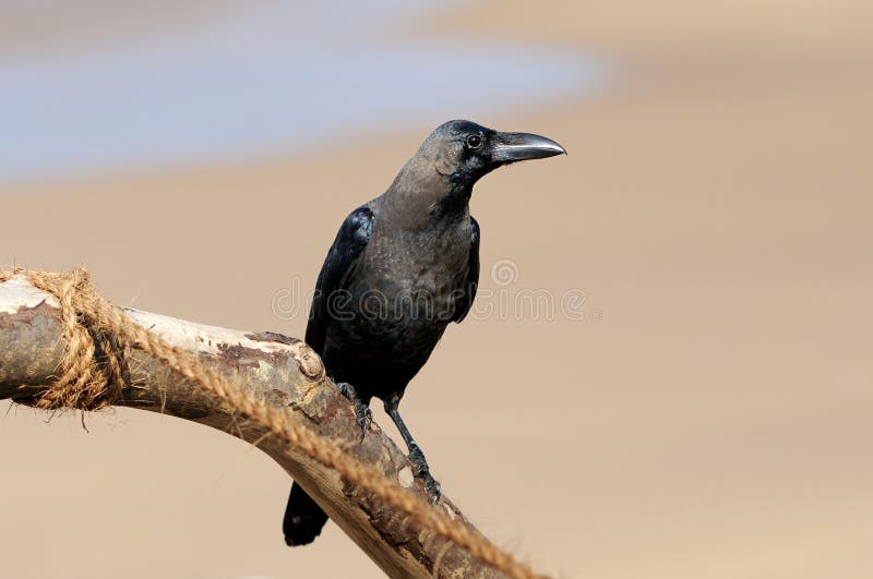 Crow stock image. Image of wing, flying, claw, bird, side - 49692769