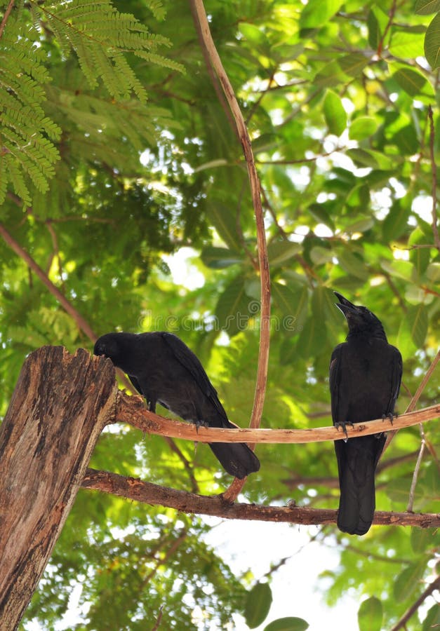 Crow stock photo. Image of sitting, black, crow, animal - 53734020