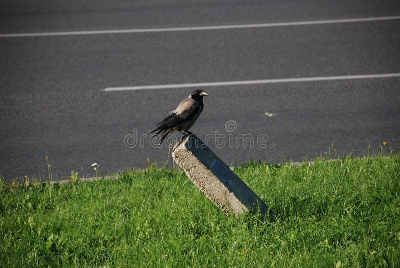 Crow Sitting on a Gravestone Stock Photo - Image of halloween, dramatic ...