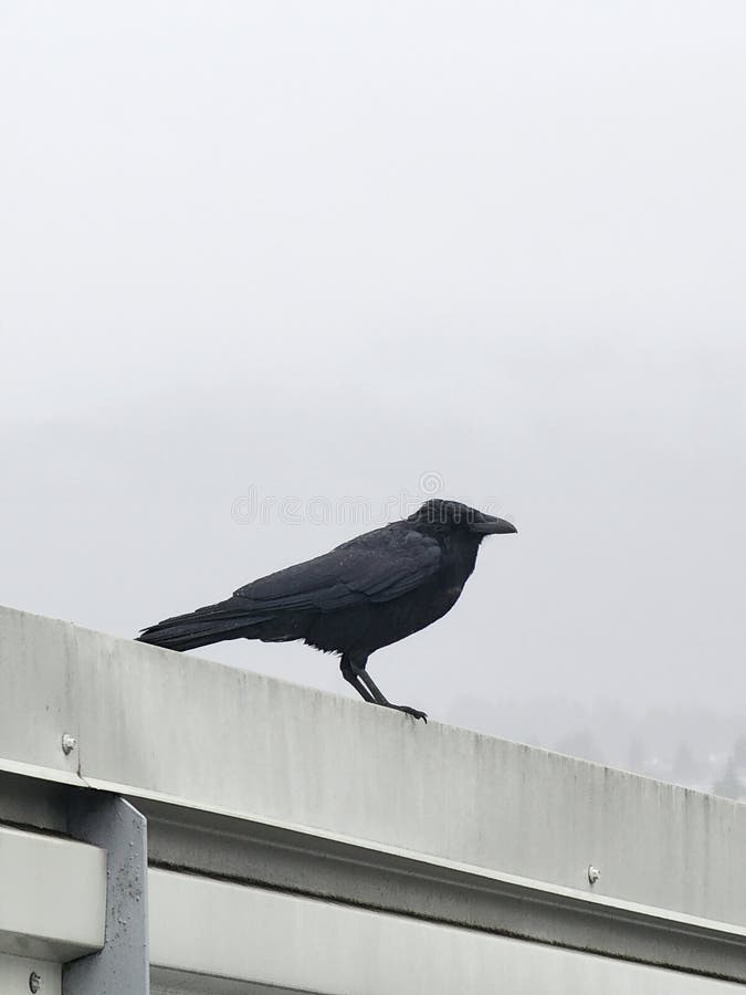 Crow Sitting on Concrete Wall on an Overcast Day Stock Photo - Image of ...