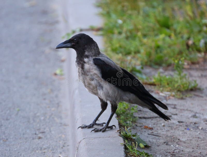 Crow Sitting on the Curb by the Road Stock Image - Image of curb, black ...