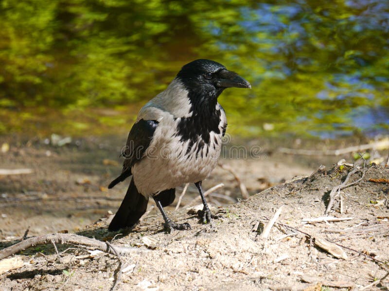 A crow sitting on earth stock photo. Image of crows - 188586506