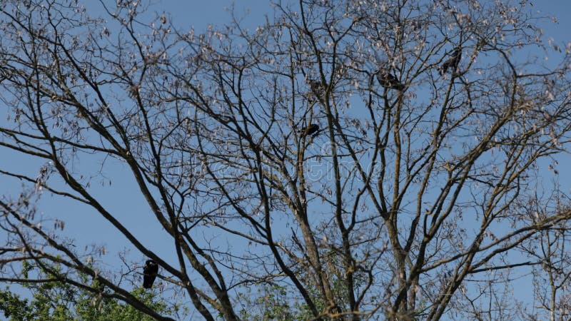 Crow Sitting, Flock Crows, Blue Sky Stock Video - Video of environment ...