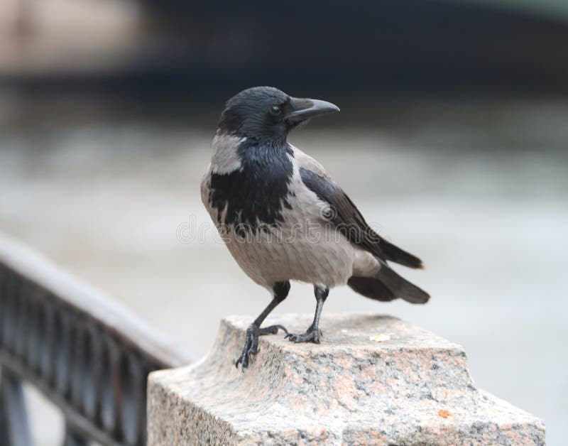 Crow is Sitting on a Granite Fence Post Stock Photo - Image of black ...