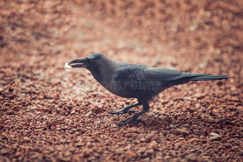 Crow sitting on the grass stock image. Image of bird - 176426475