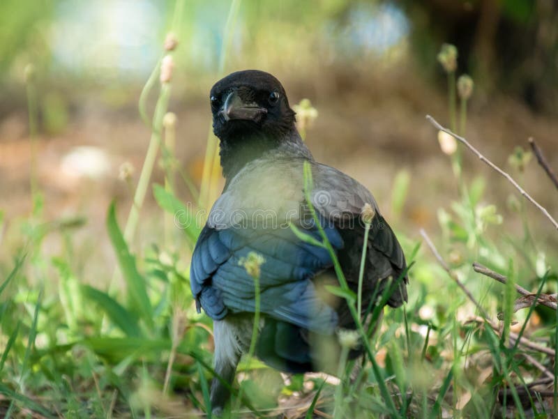 1,198 Crow Back Stock Photos - Free & Royalty-Free Stock Photos from ...
