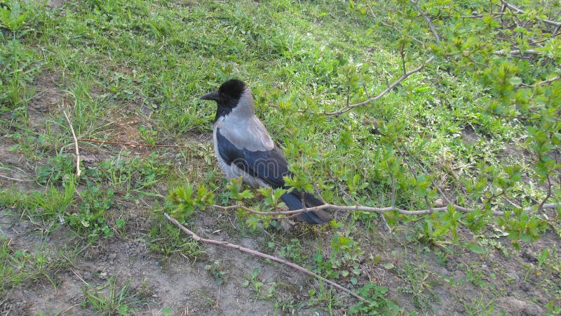 Crow sitting on the grass stock photo. Image of grey - 146383094