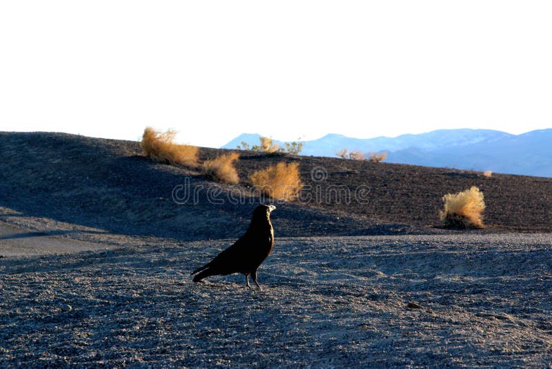 A Crow Sitting on the Ground of Death Valley, Looking at the Desert ...