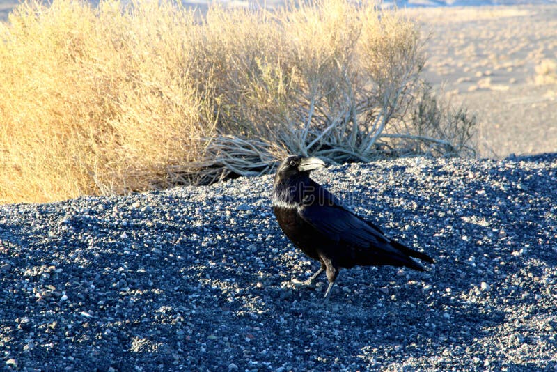 A Crow Sitting on the Ground of Death Valley, Looking at the Desert ...