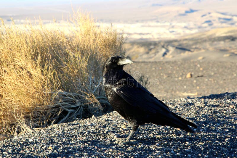 A Crow Sitting on the Ground of Death Valley, Looking at the Desert ...