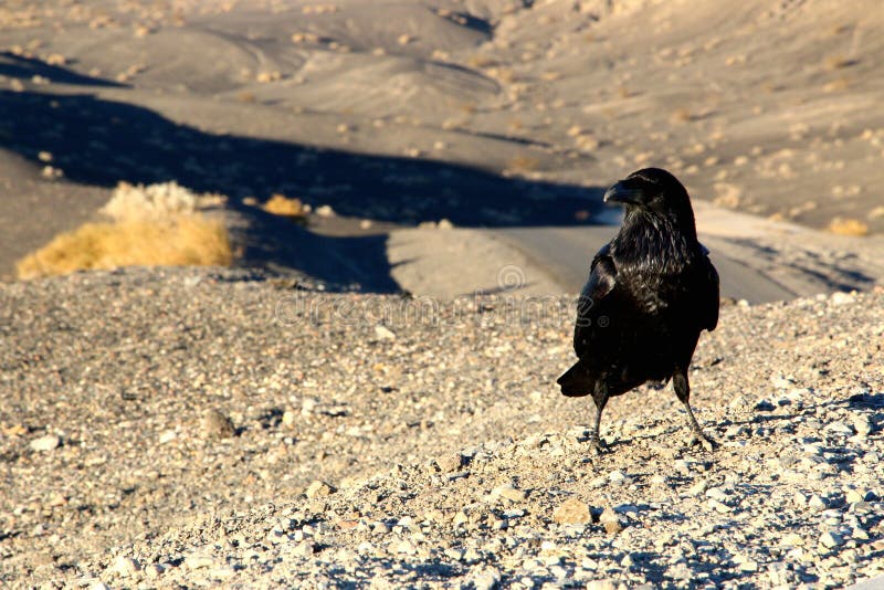 A Crow Sitting on the Ground of Death Valley, Looking at the Desert ...