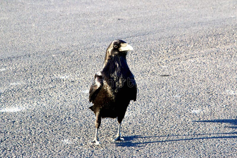 A Crow Sitting on the Ground of Death Valley, Looking at the Desert ...