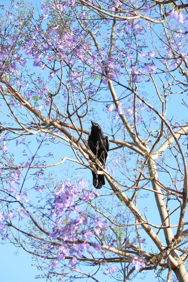 Crow Sitting on Jacaranda Tree Stock Image - Image of seasonal, natural ...