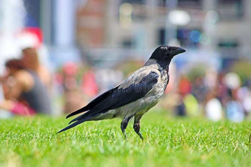 Canny Crow Stock Photos - Free & Royalty-Free Stock Photos from Dreamstime