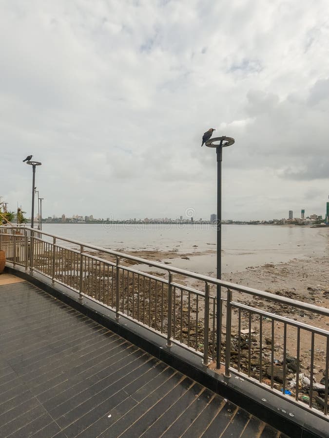 Crow Sitting on Light Pole on Dadar Chow Patty Viewing Deck Stock Image ...