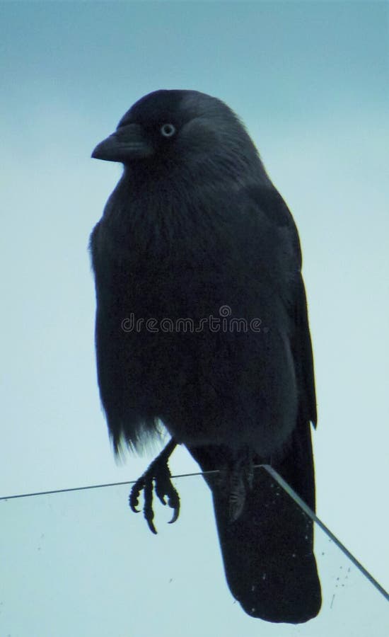 Crow Sitting and Looking in Front of Blue Sky Stock Photo - Image of ...