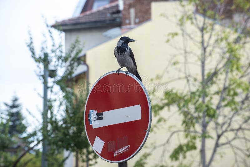 A Crow Sitting on No Entry Road Sign in Sofia Stock Photo - Image of ...