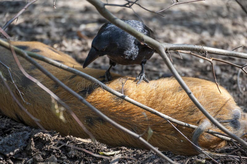 Sleeping Crow Stock Photos - Free & Royalty-Free Stock Photos from ...