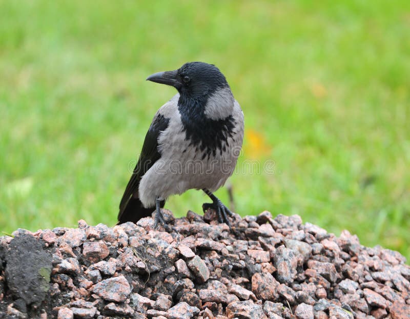 Crow is Sitting on a Pile of Rubble Stock Image - Image of fauna ...