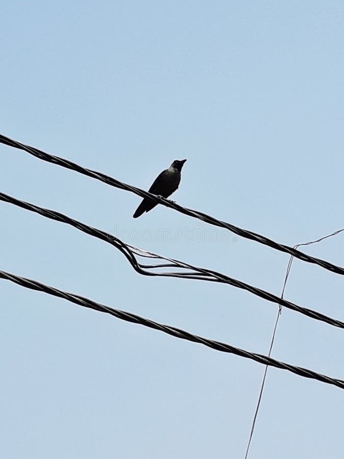 Crow on Power Line in Black and White Stock Image - Image of industrial ...