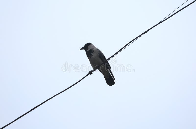 Crow is Sitting on a Power Line Wire Stock Photo - Image of raven ...