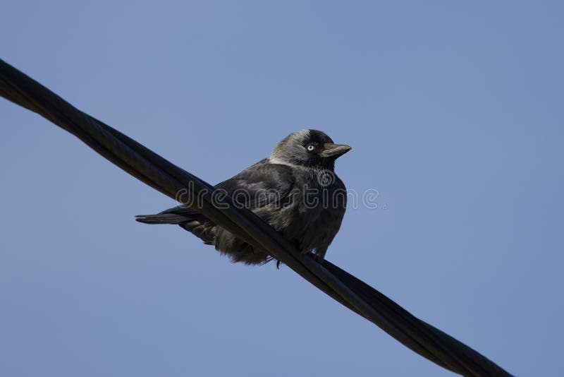 Crow on Power Line in Black and White Stock Image - Image of industrial ...