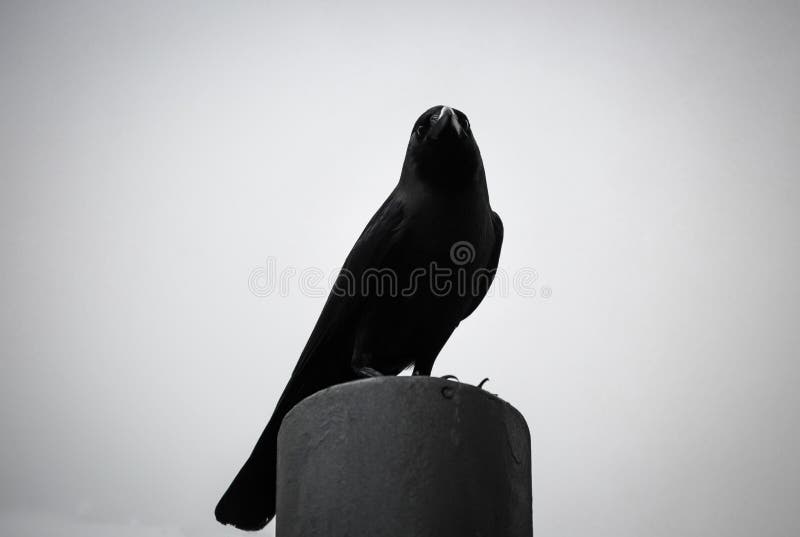 Crow Sitting on Rooftop Watching the Sky View Stock Image - Image of ...